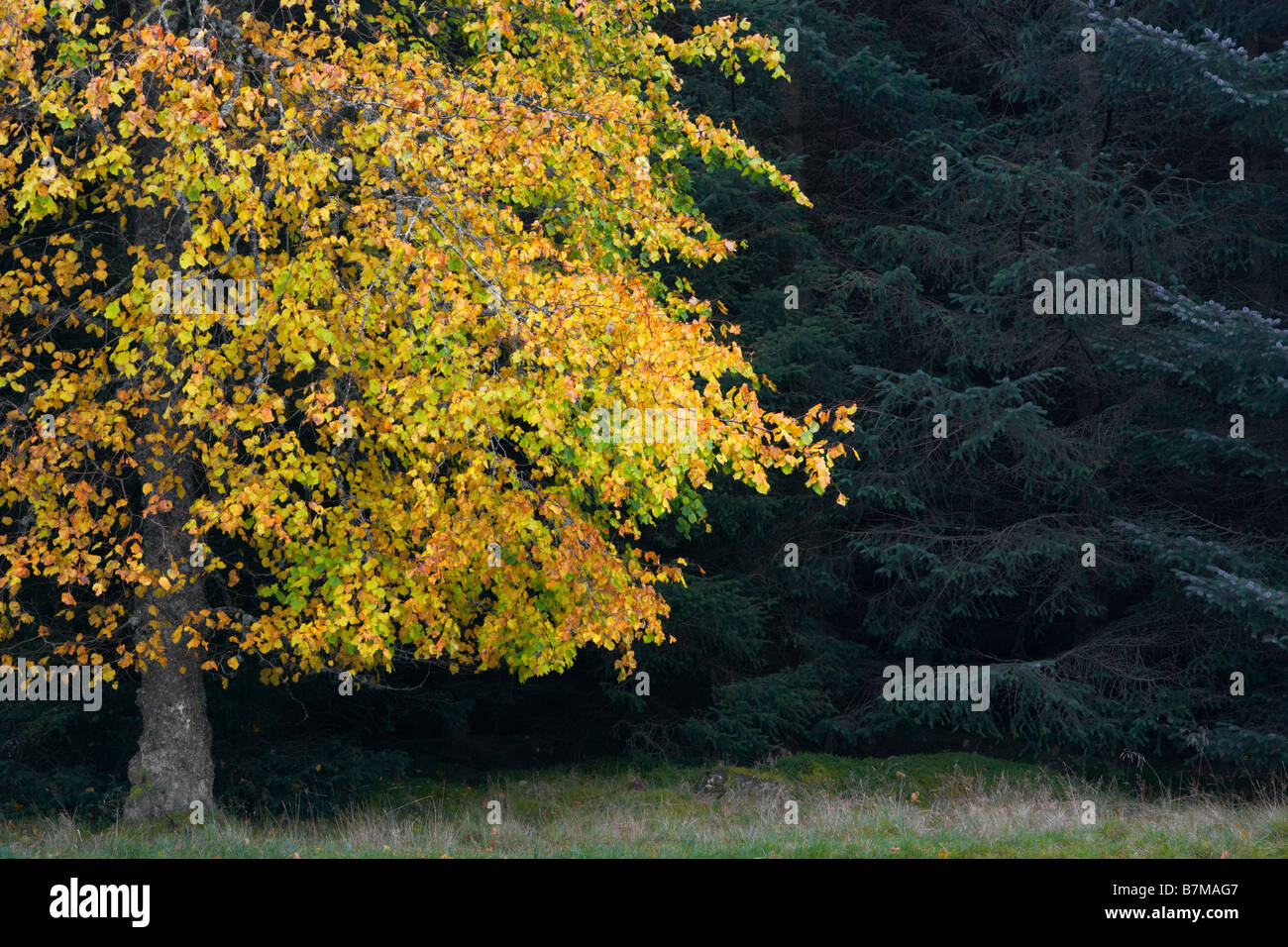 Autumnal pine tree colour hi-res stock photography and images - Alamy