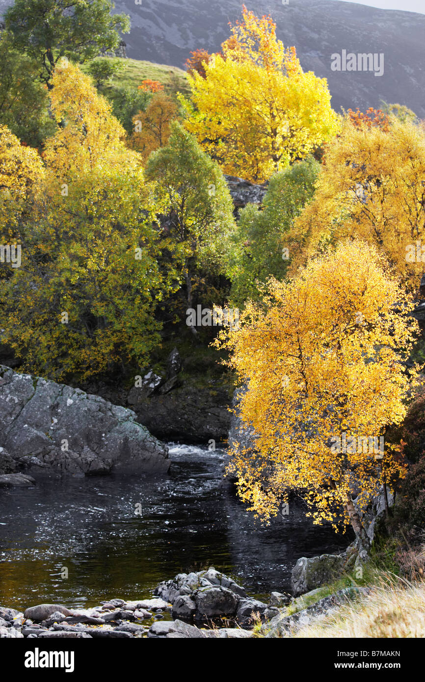 Trees at autum hi-res stock photography and images - Alamy