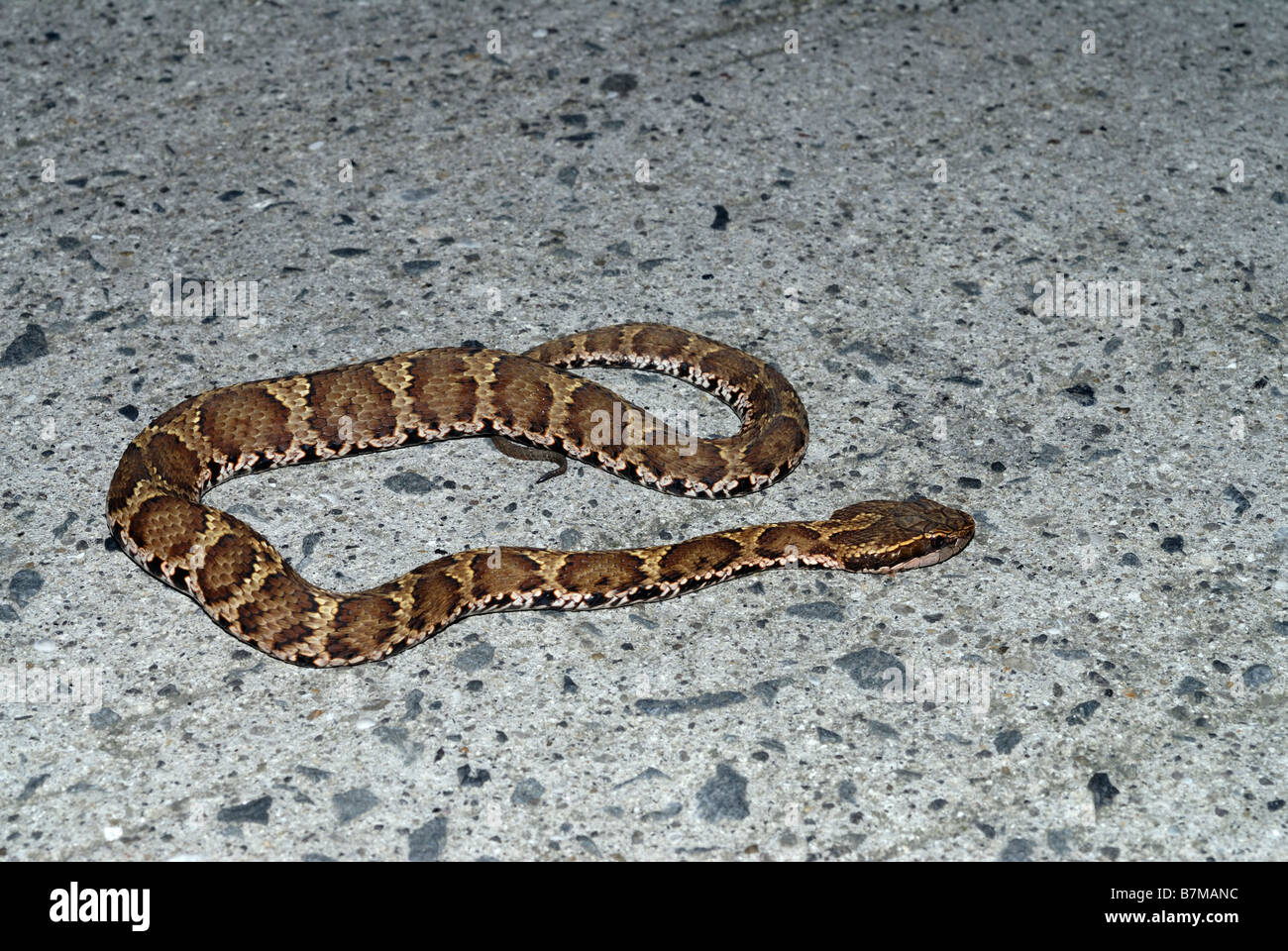 Mamushi hi-res stock photography and images - Alamy