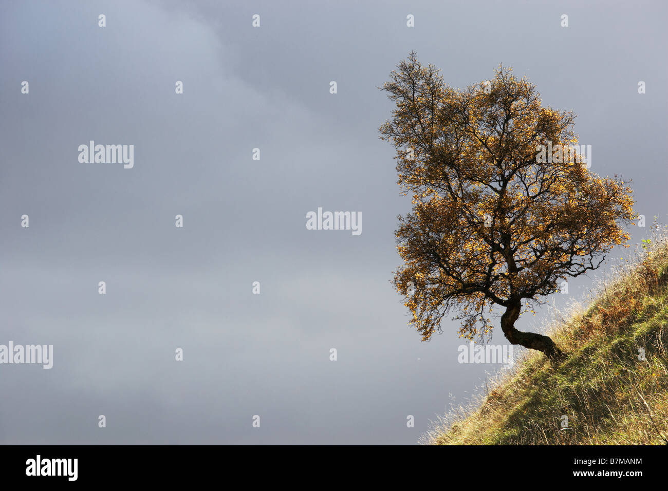 Small tree on steep slope against dark grey clouds Perthshire Scotland ...