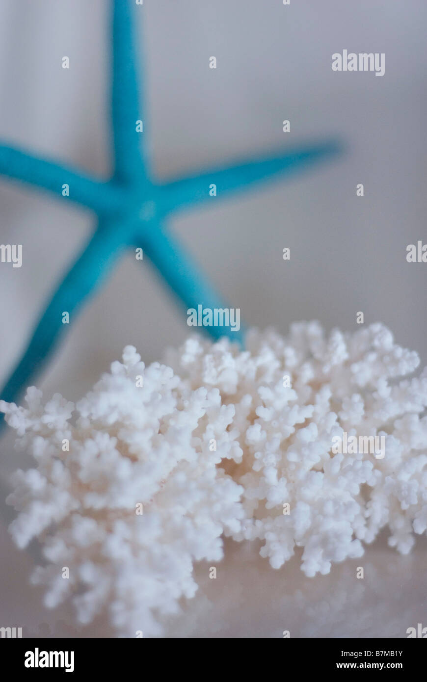 coral and starfish interior design display Stock Photo - Alamy