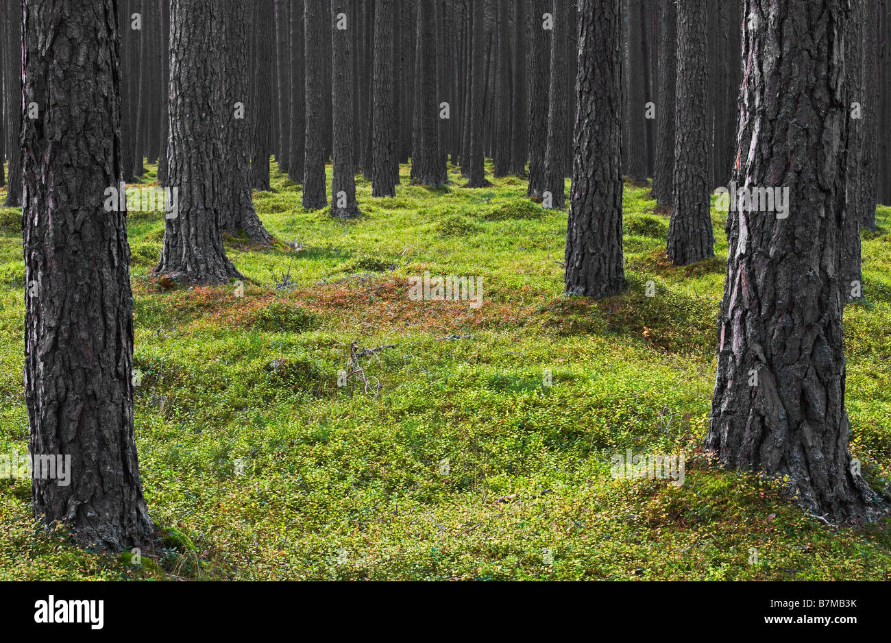 Horizontal tree trunks hi-res stock photography and images - Alamy