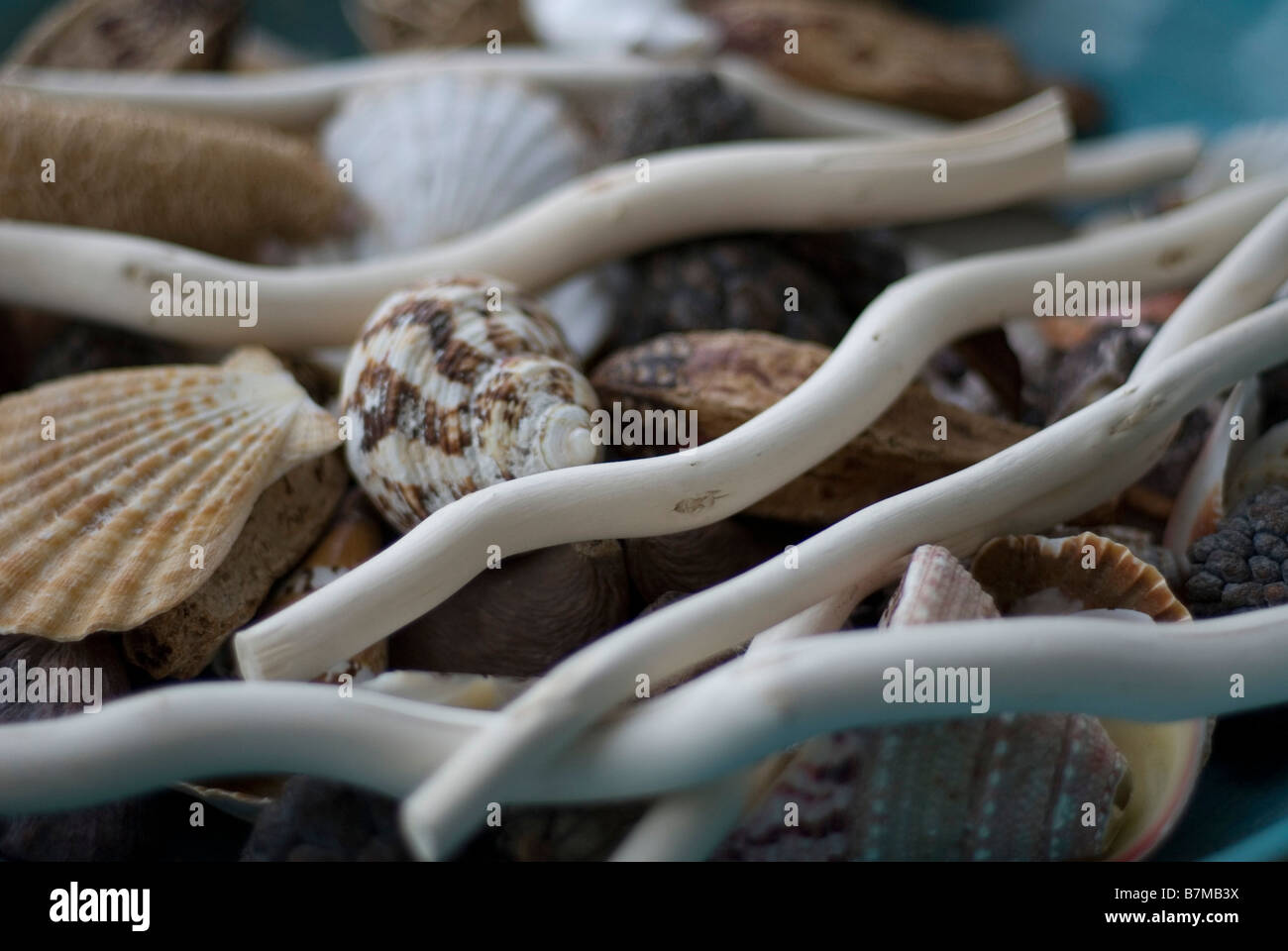 seashells and driftwood Stock Photo - Alamy
