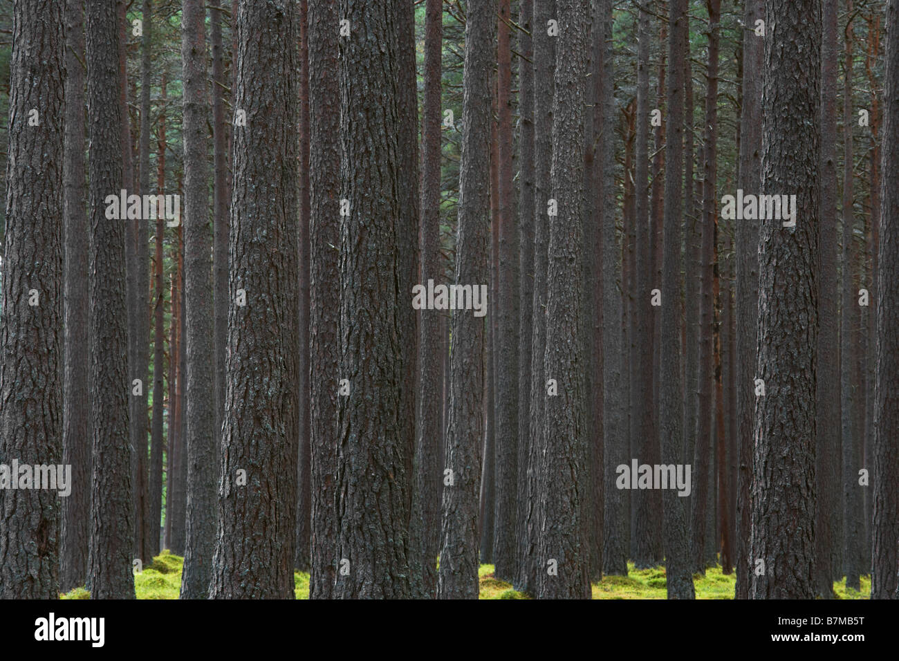 Pine tree trunks Scotland Stock Photo - Alamy