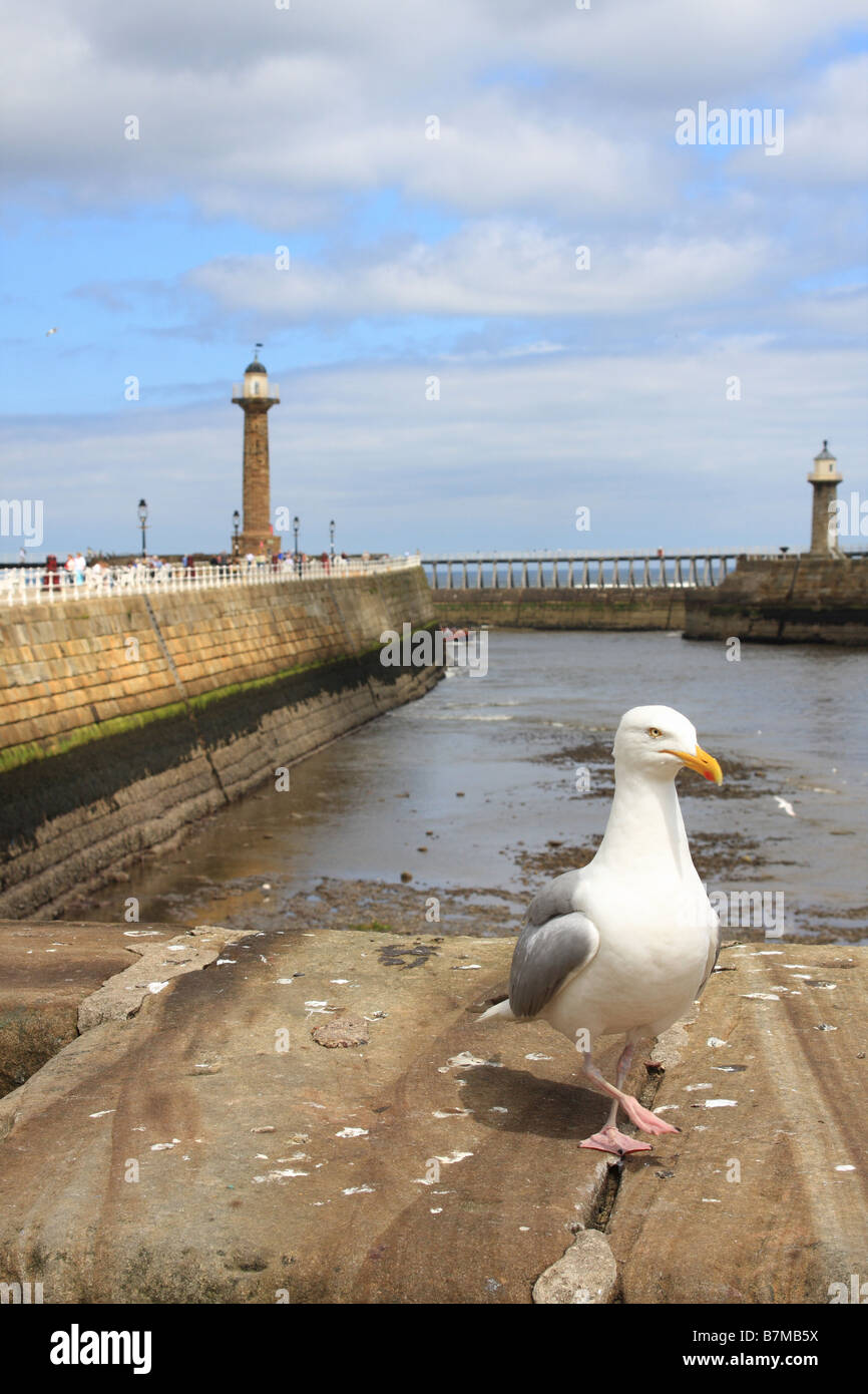 Whitby seagulls hi-res stock photography and images - Alamy
