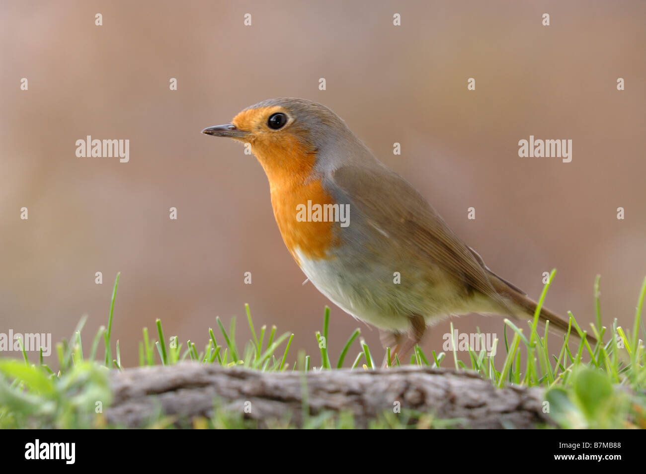 A picture of a robin Stock Photo - Alamy