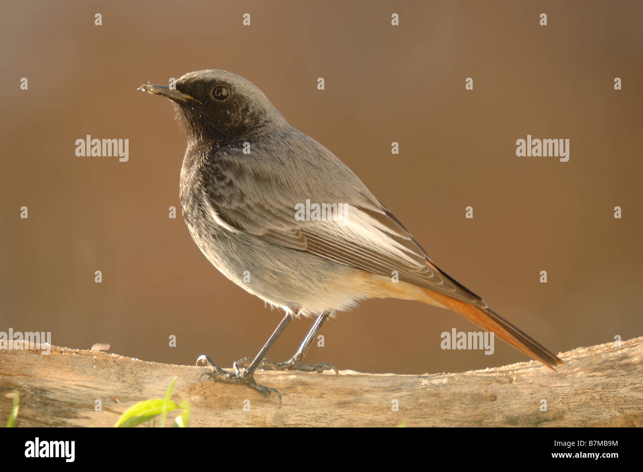 A picture of a little bird Stock Photo - Alamy