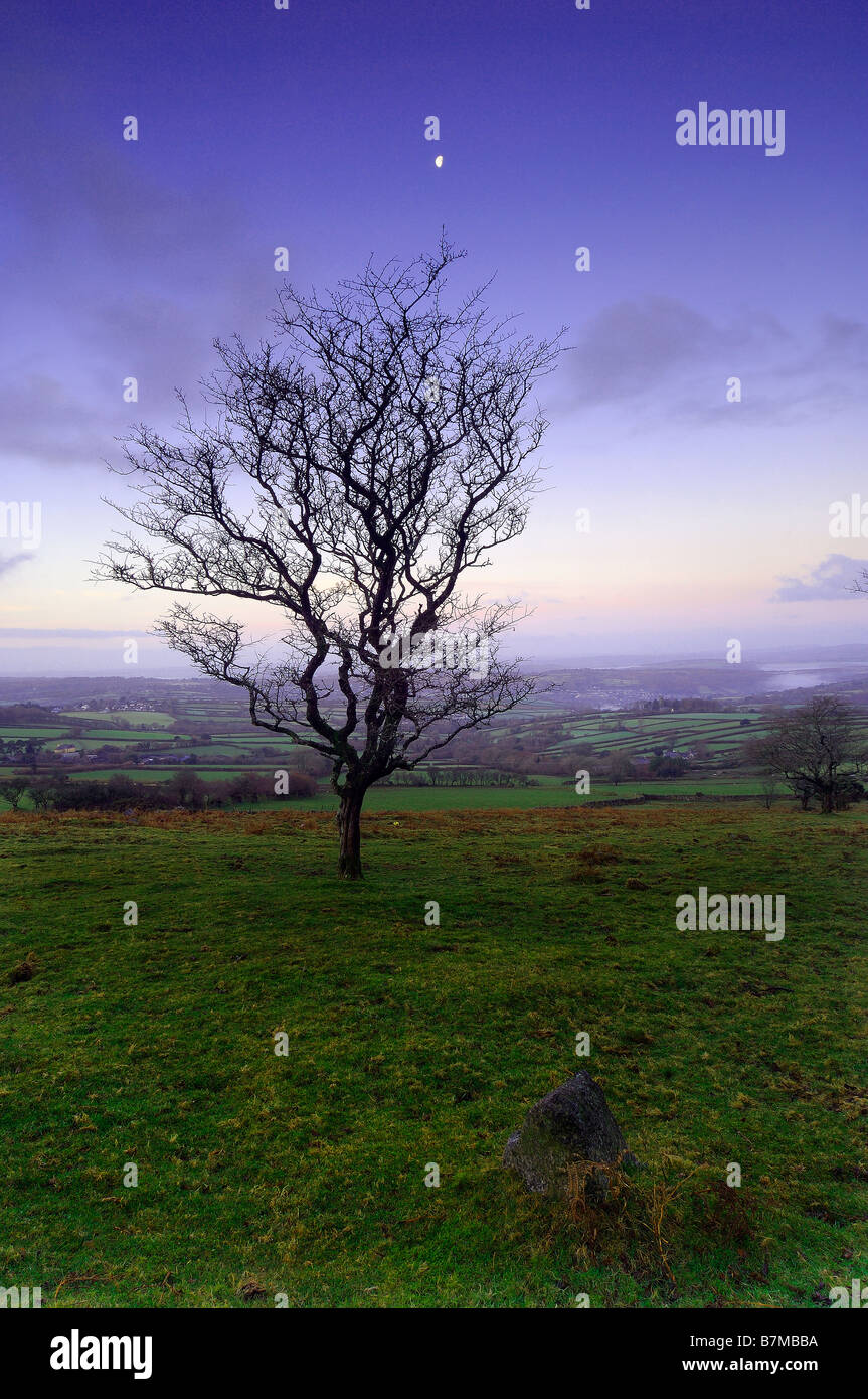 A single tree with a fairytale lilac sky on Walkhampton Common on ...