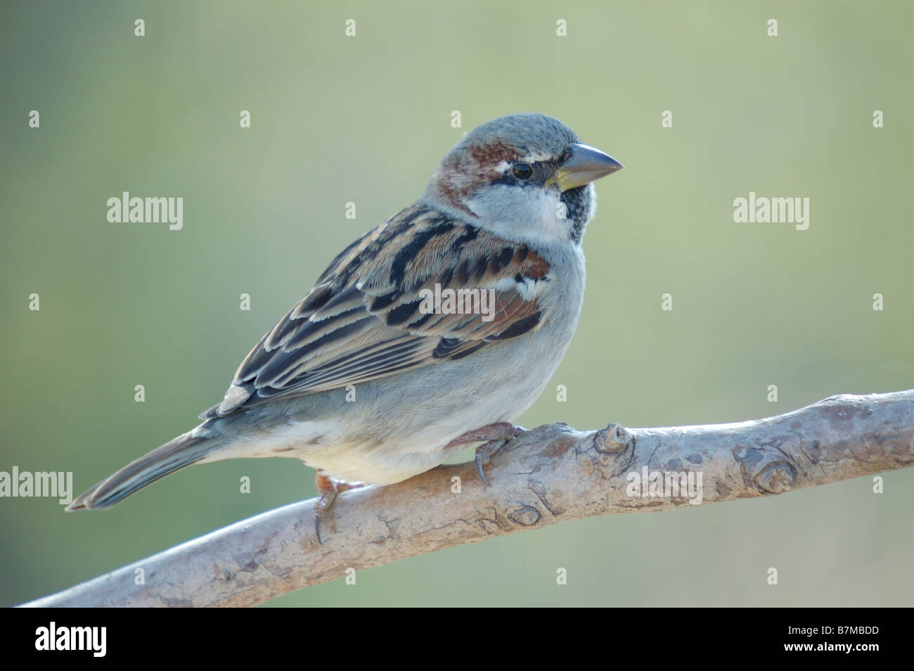 One young sparrow hi-res stock photography and images - Alamy