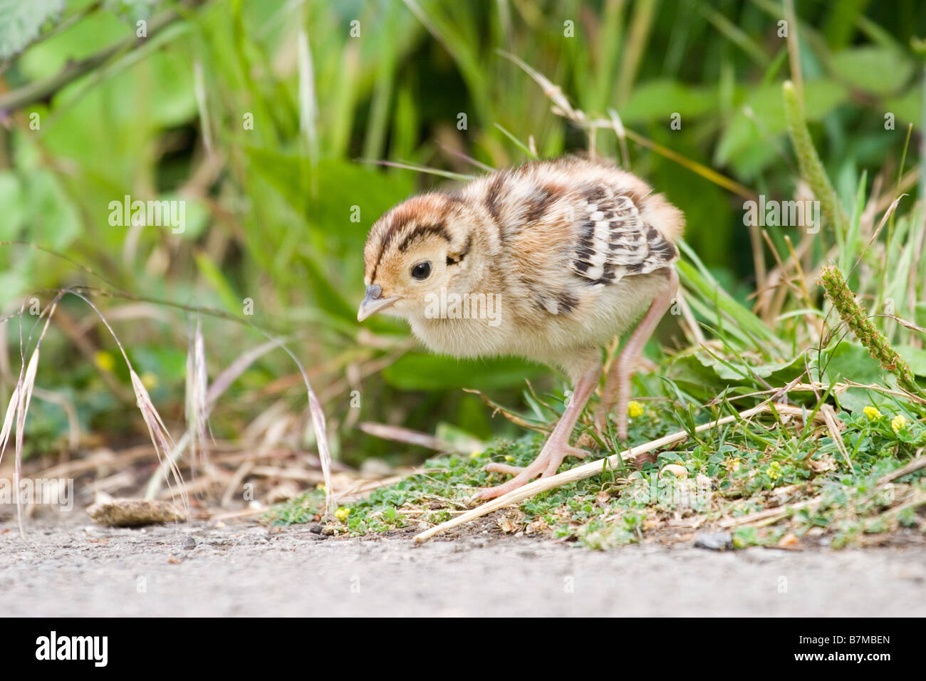 Phesant hi-res stock photography and images - Alamy