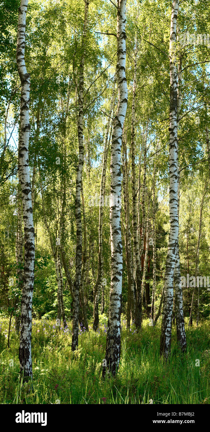 Birches in summer forest with tall grasses below Stock Photo - Alamy