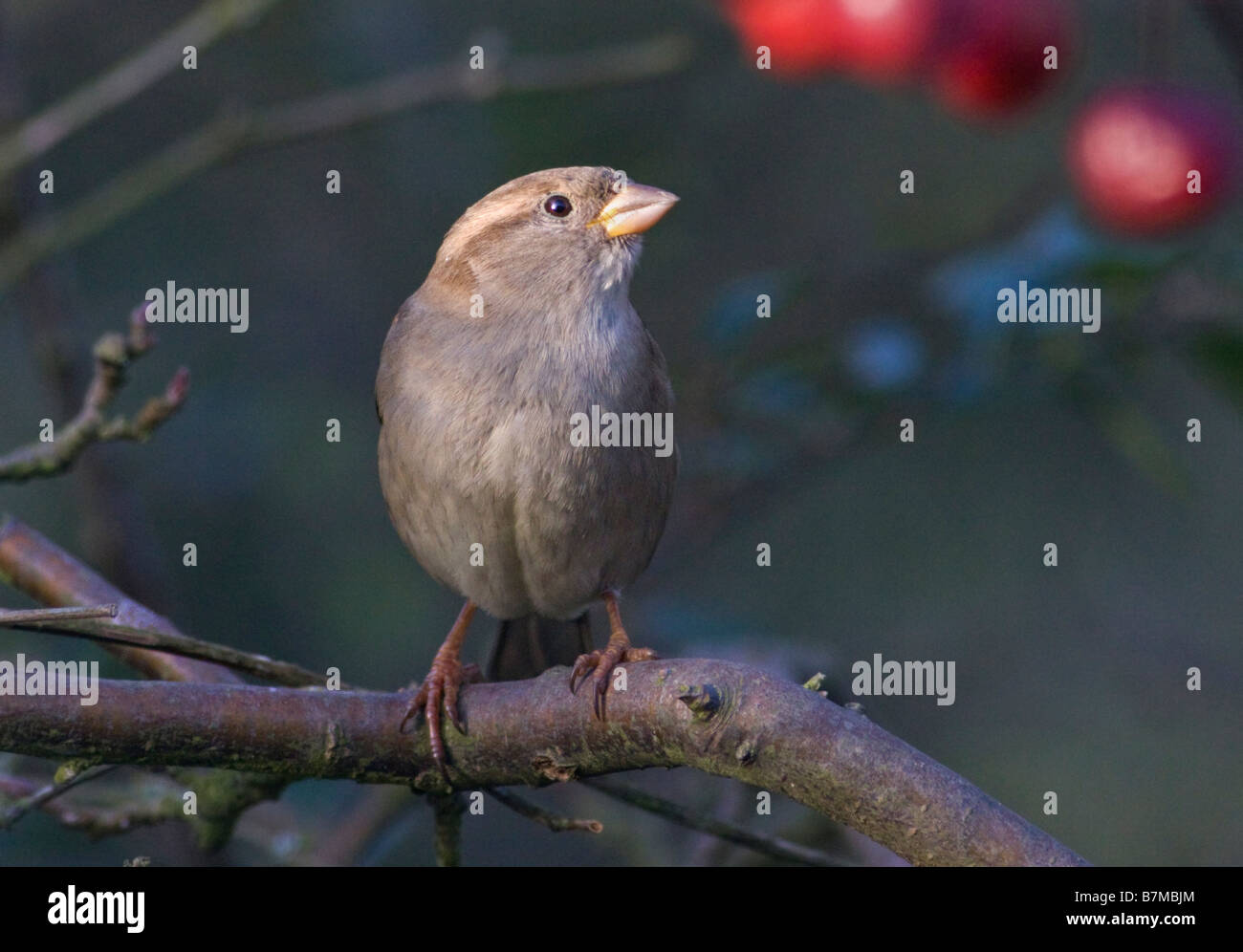 Female House Sparrow (Passer domesticus) in Crab Apple Tree, UK Stock ...