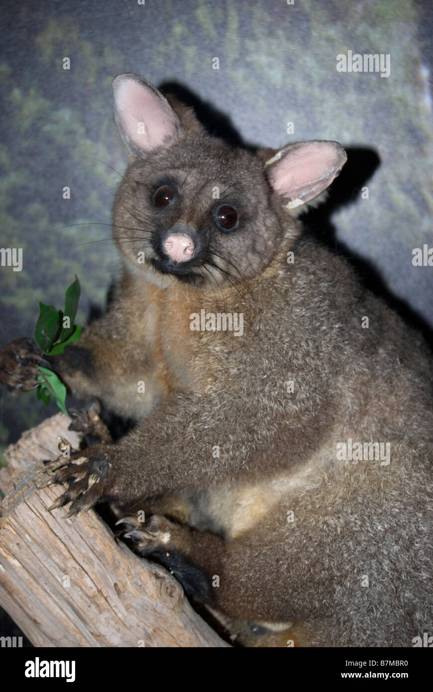 Possums new zealand hi-res stock photography and images - Alamy