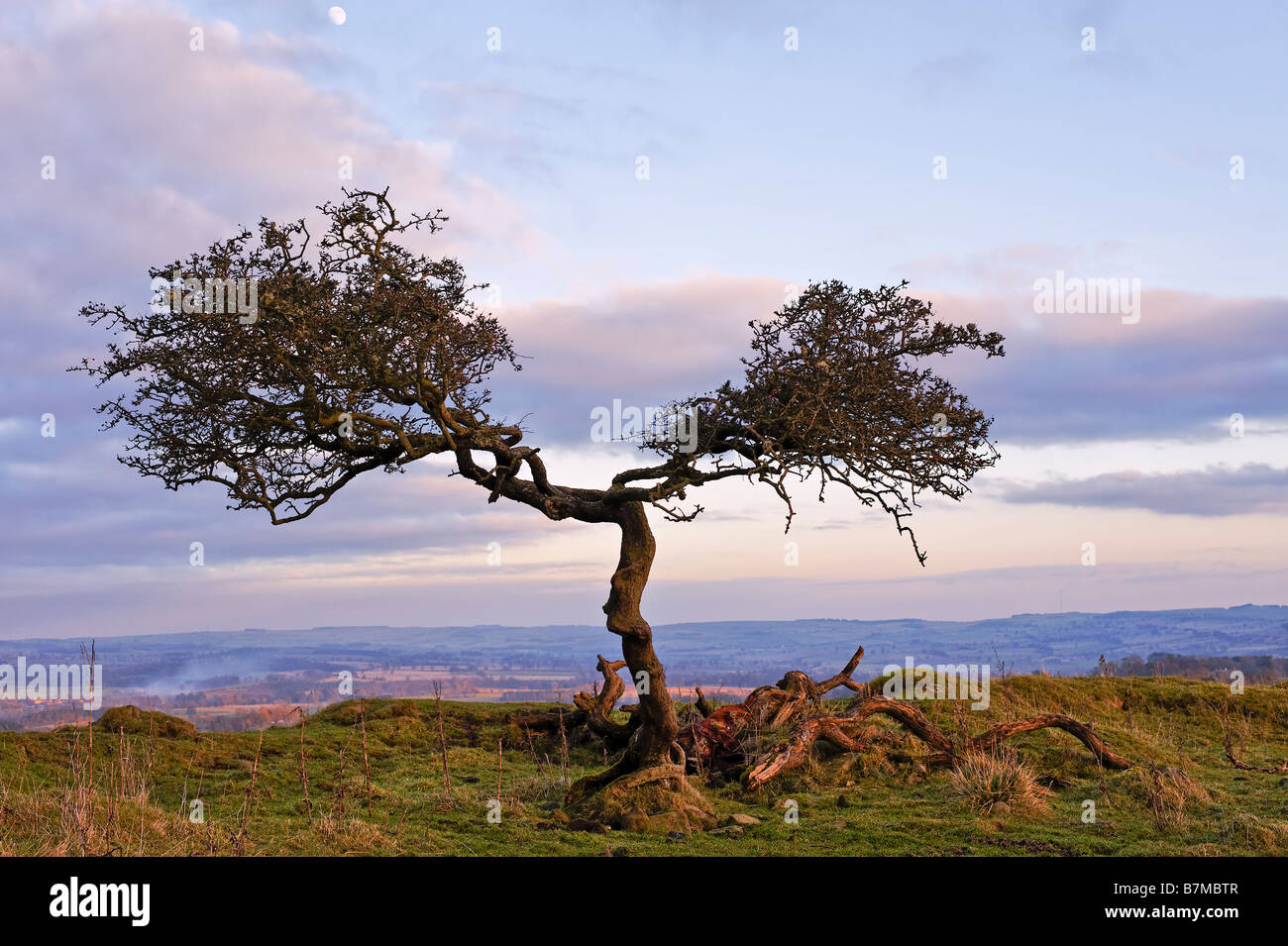 Lone tree on skyline at sunset Stock Photo - Alamy