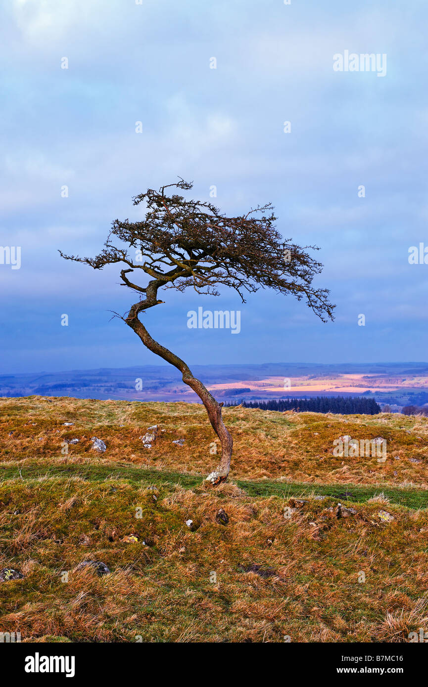 Crooked Tree High Resolution Stock Photography and Images - Alamy