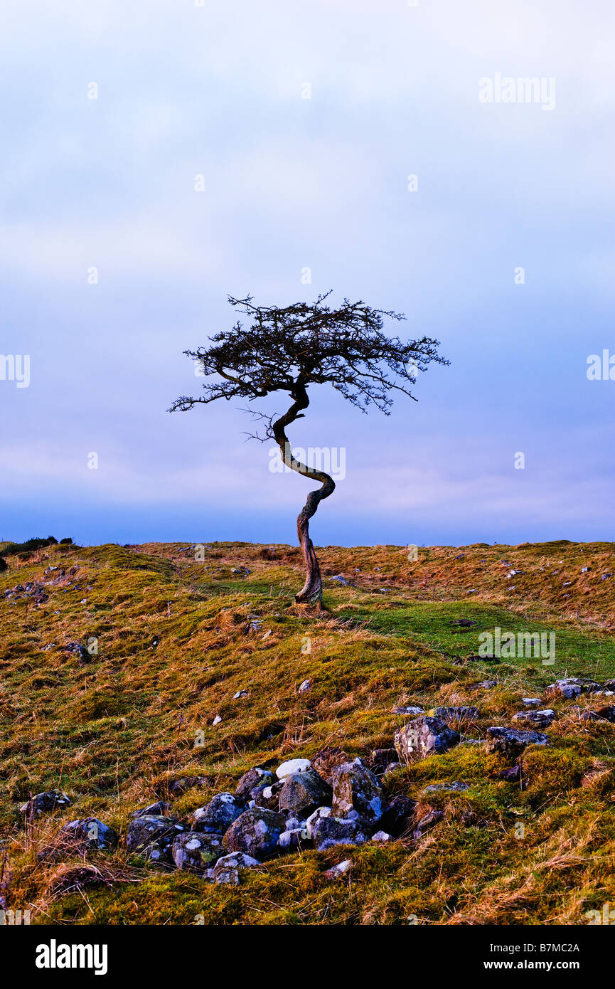 Crooked tree hi-res stock photography and images - Alamy