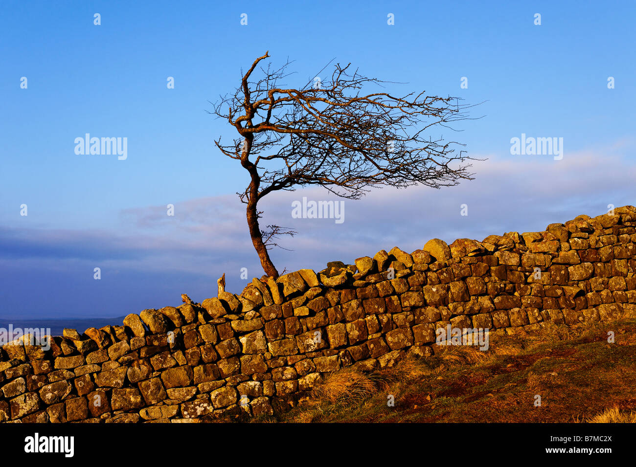 Roman wall tree lone hi-res stock photography and images - Alamy