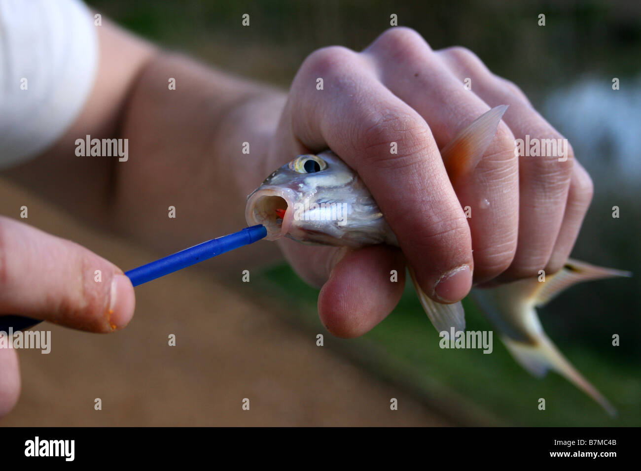 Taking a Maggot out a fishes mouth Stock Photo - Alamy