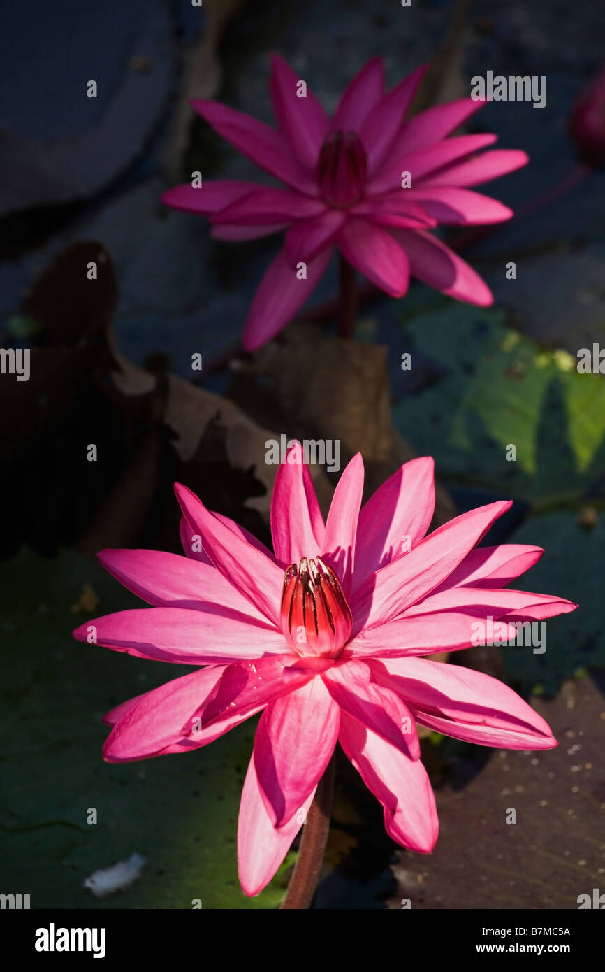 Pink waterlily is a popular pond flower in Kerala India Stock Photo - Alamy