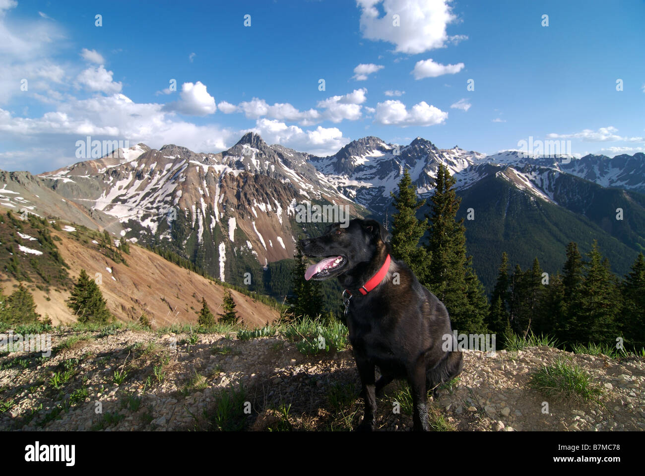 a black labrador dog on a ridge high up in the san juan mountains of ...