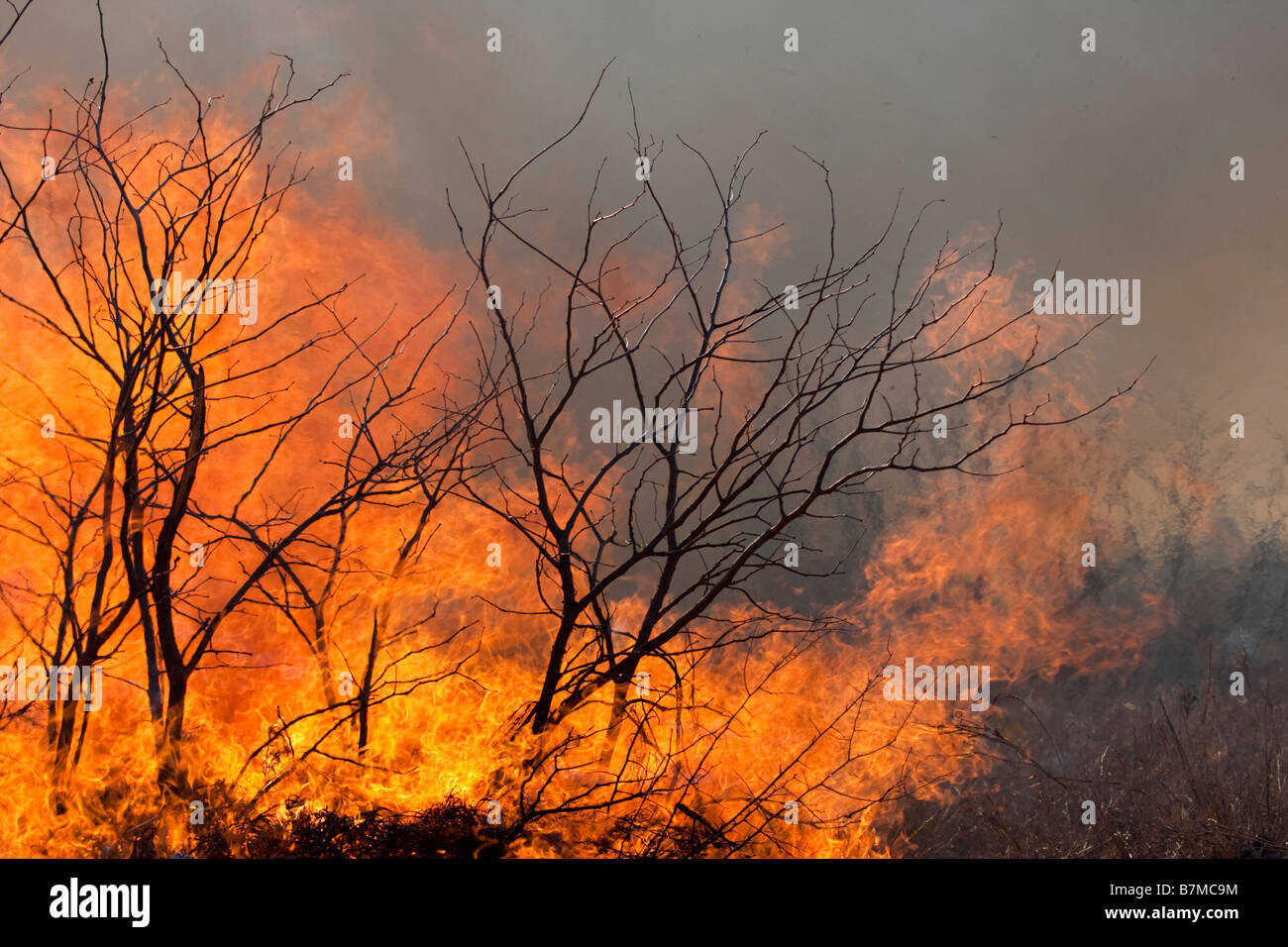 A hot fire engulfes small trees in a controlled fire at the Kruger ...