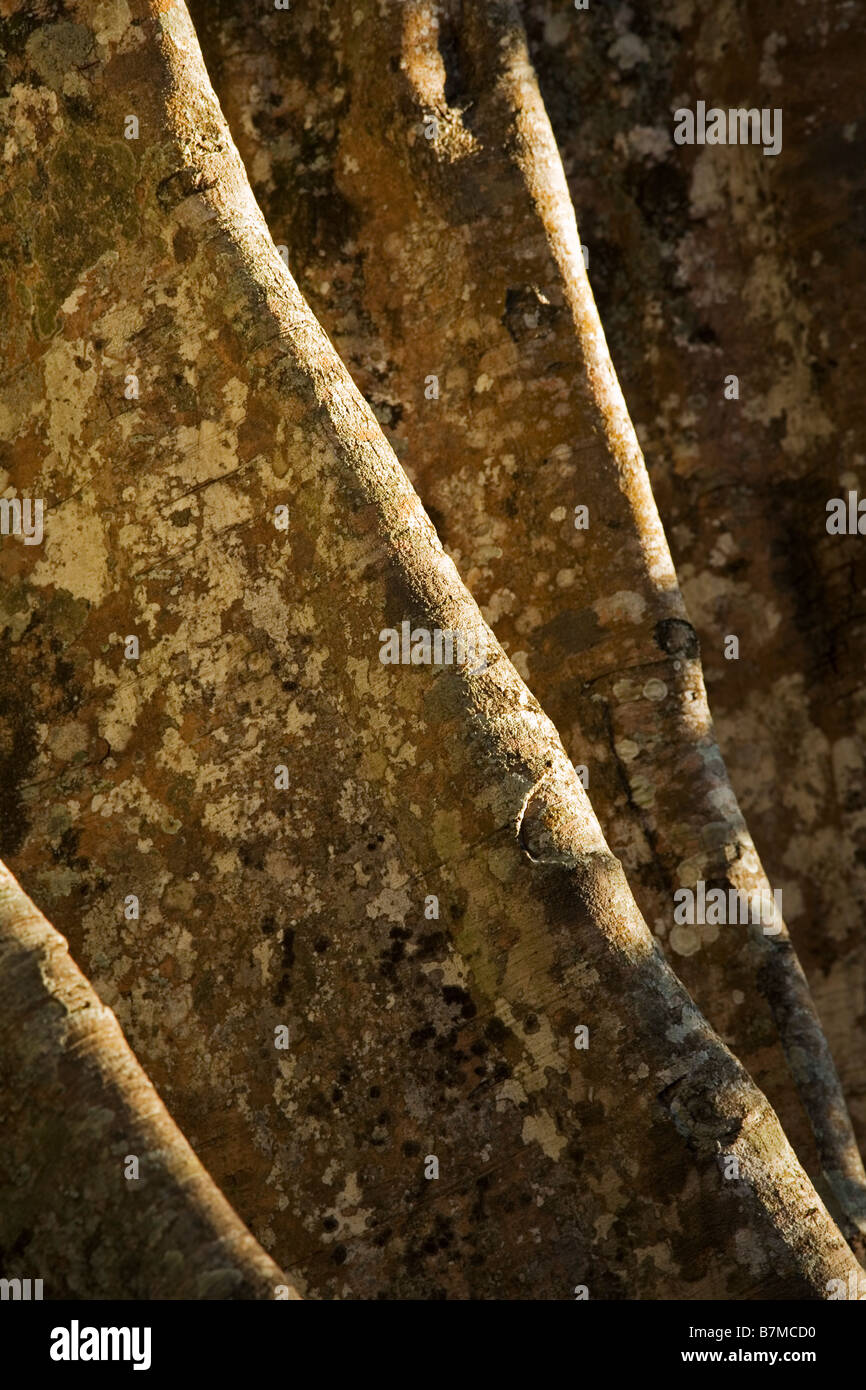 Plankroots of a large Dipterocarp tree Stock Photo - Alamy