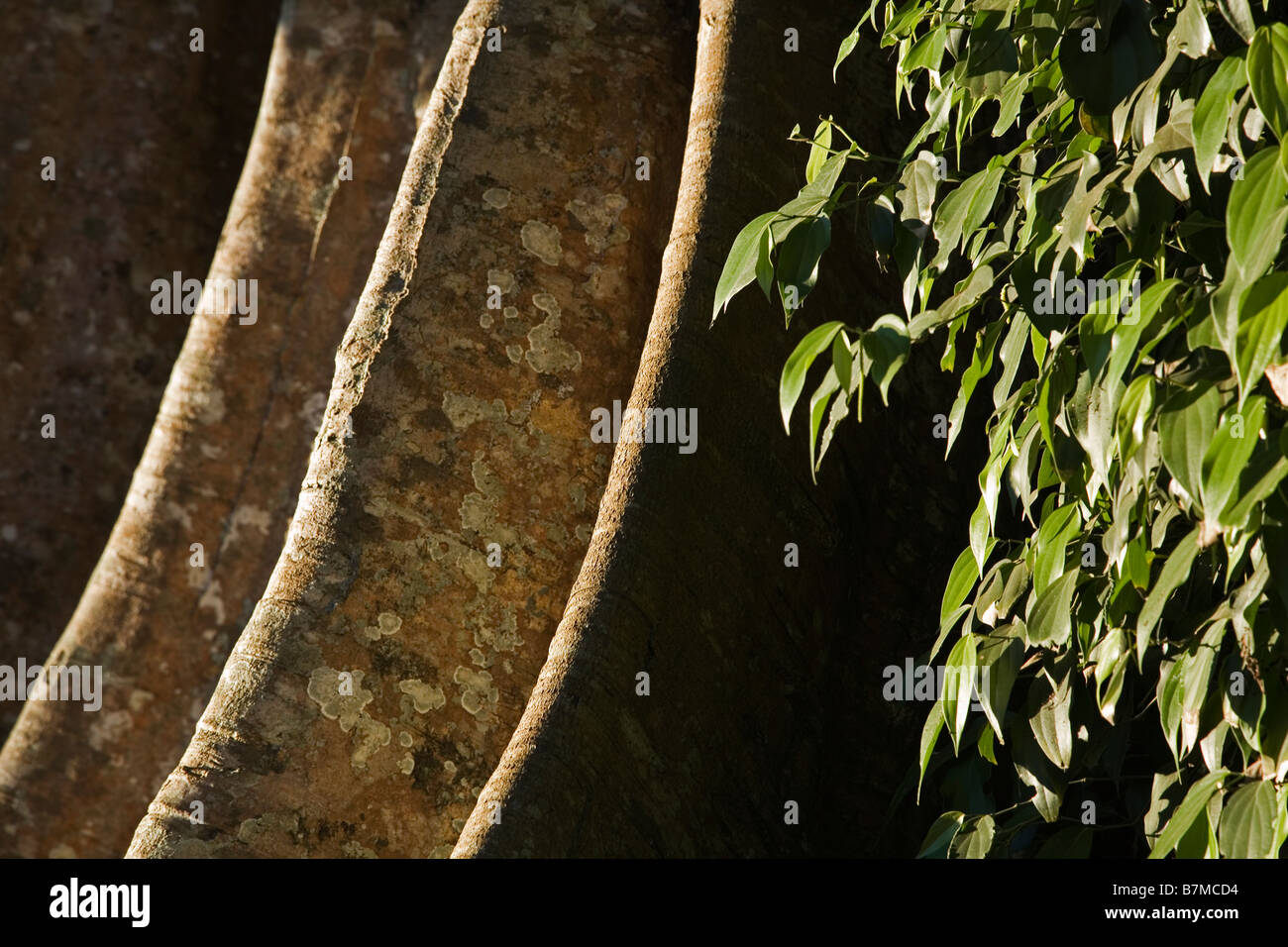 Plankroots of a large Dipterocarp tree Stock Photo - Alamy