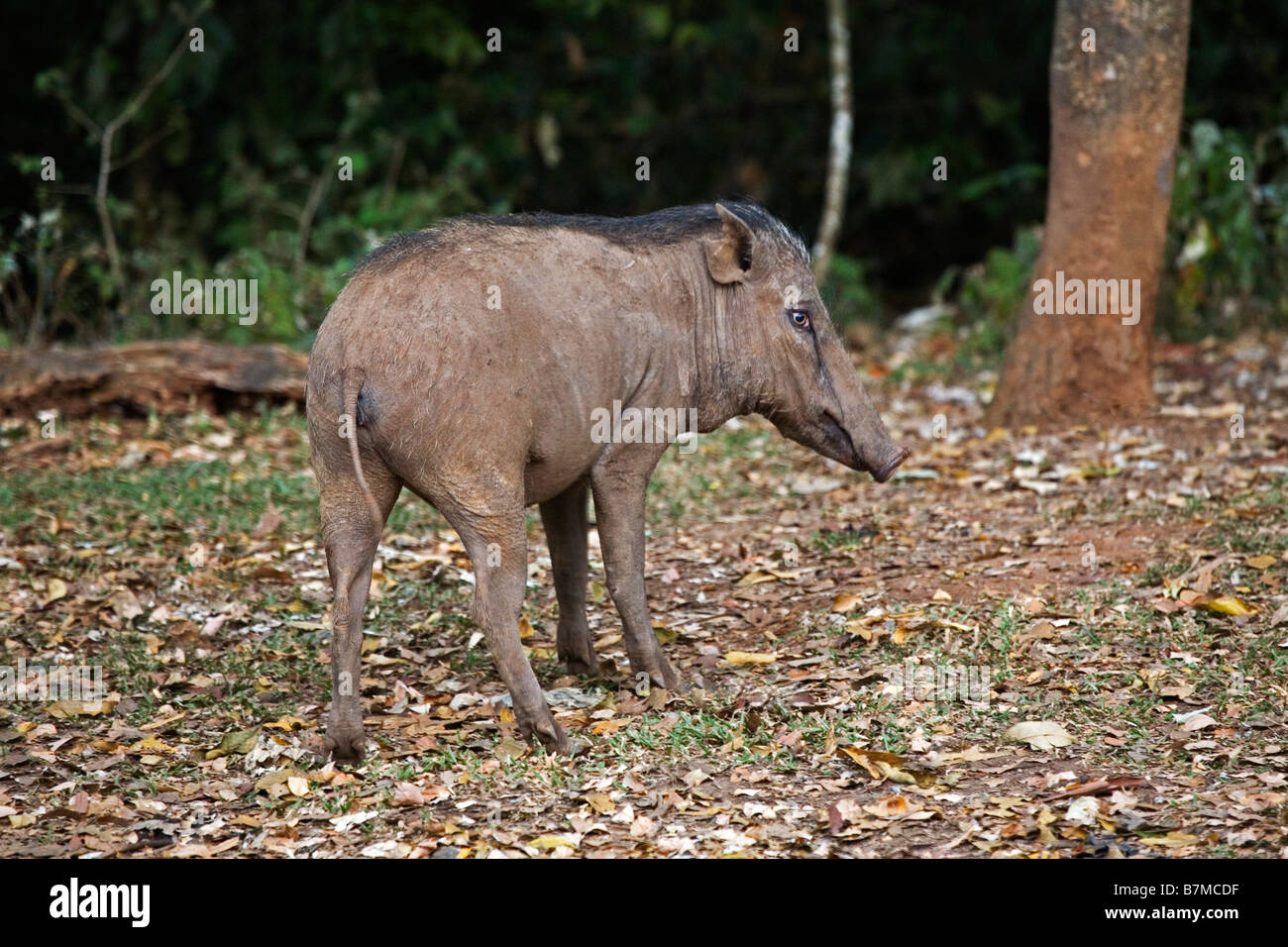 Wild pig foraging for food in the forest by Preiyar Wildlife Sanctuary ...