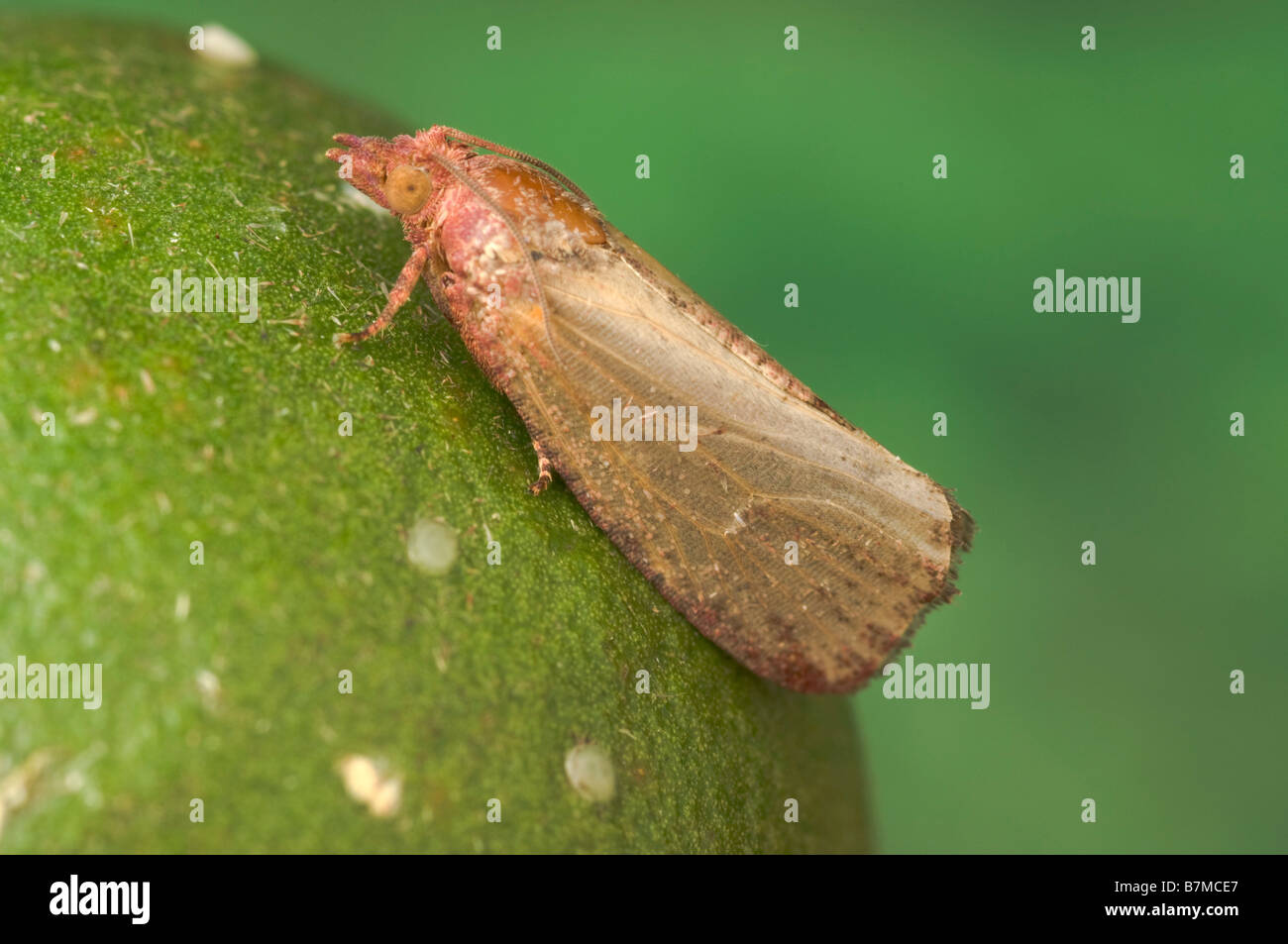 Macadamia nutborer moth Stock Photo - Alamy