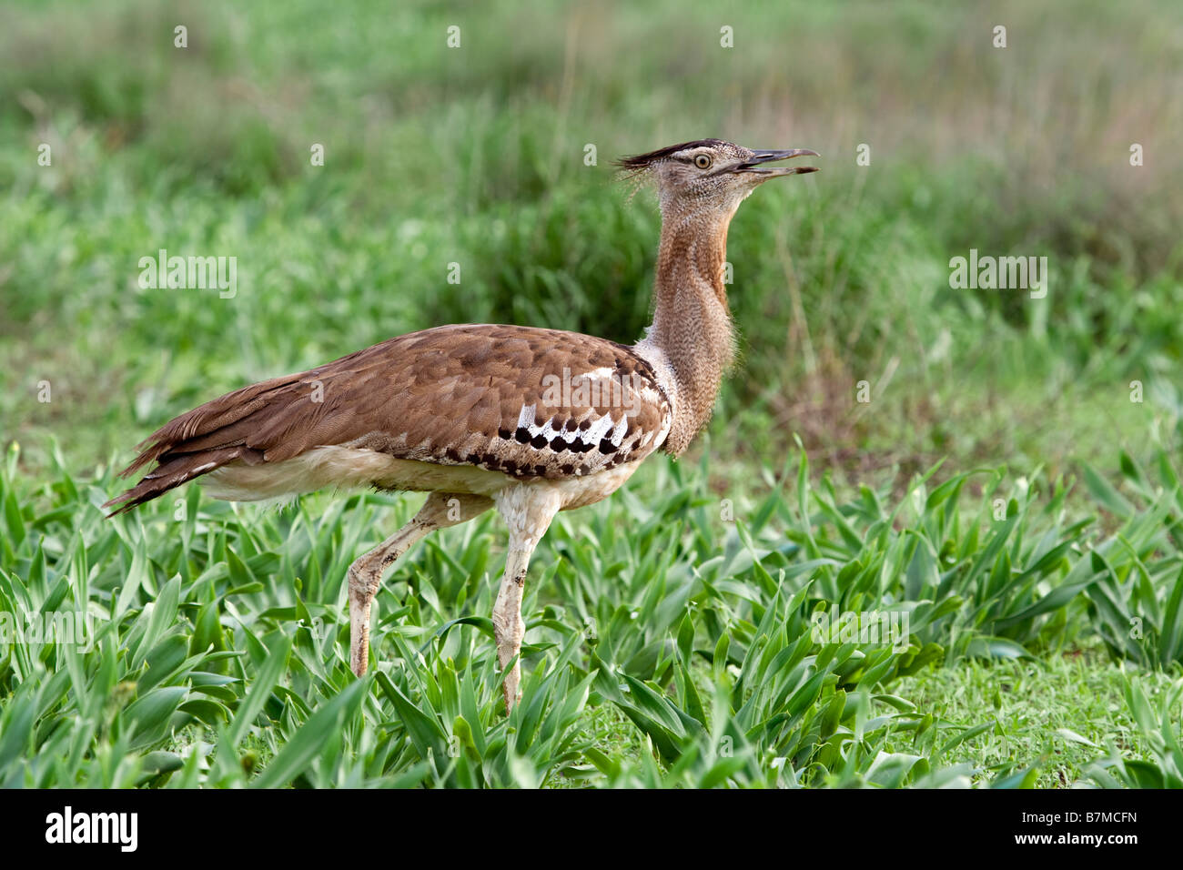 Kori bustard bird hi-res stock photography and images - Alamy