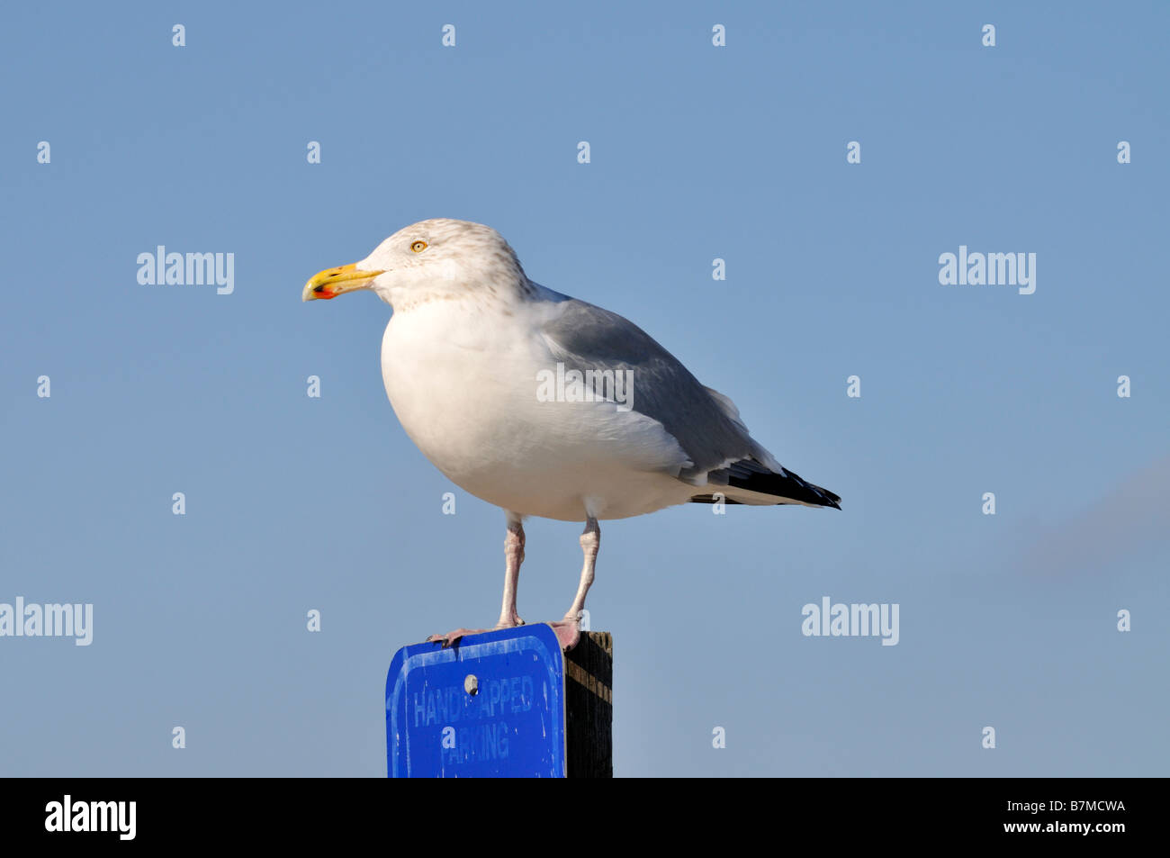 Do not feed seagulls sign hi-res stock photography and images - Alamy