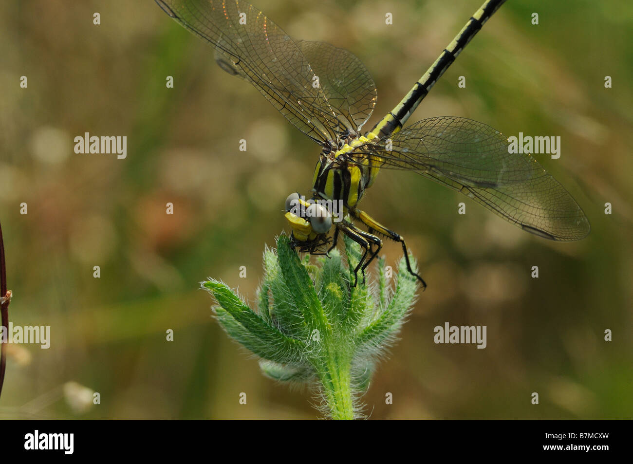 Clubtail hi-res stock photography and images - Alamy