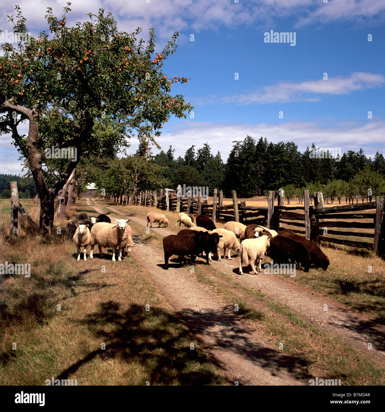 Salt spring island farm hi-res stock photography and images - Alamy