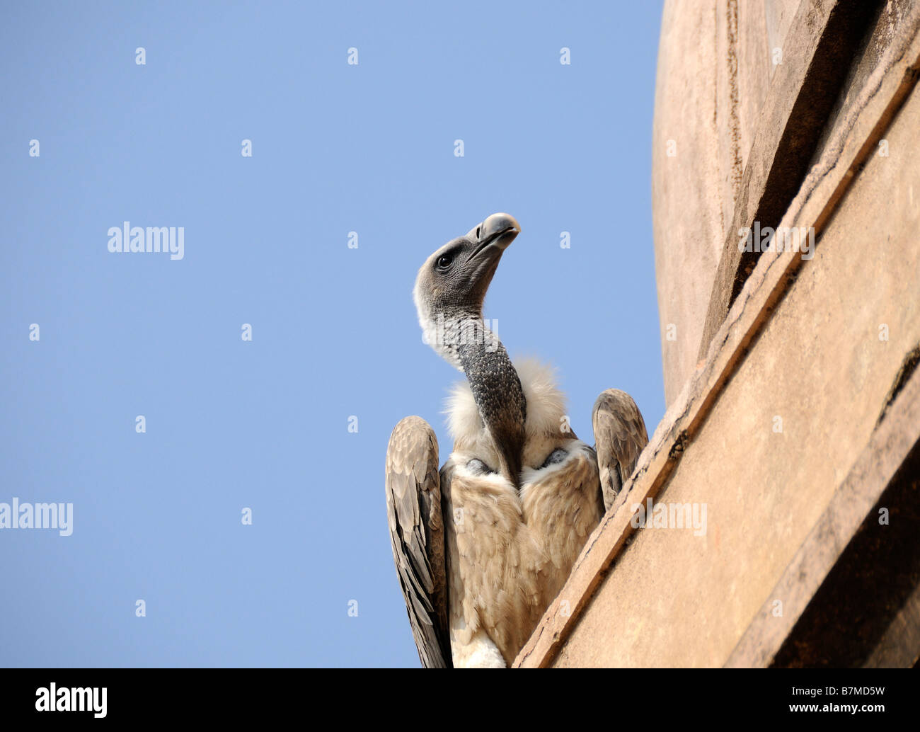 An Indian Vulture (Gyps Indicus) perches on a ledge on the roof of the ...