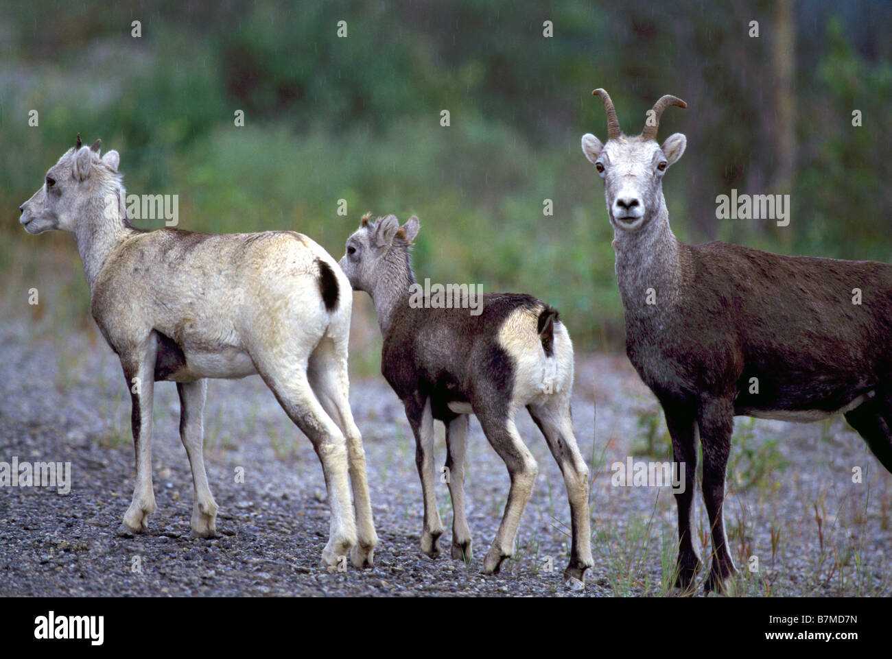 Stone Sheep (Ovis dalli stonei) Ewe and Lambs also known as Thinhorn ...