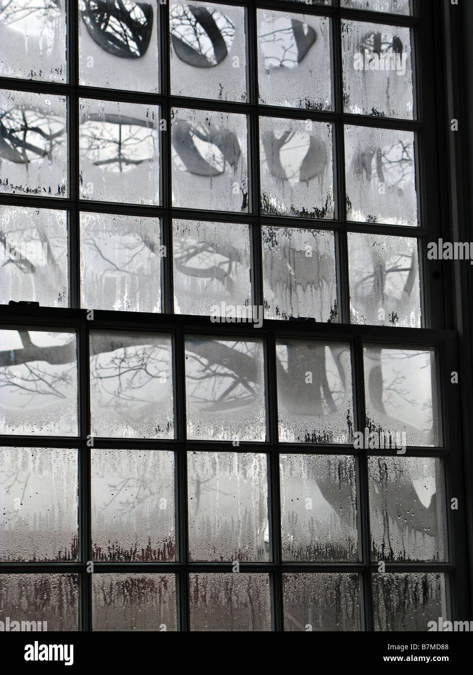 Tree seen through window Stock Photo - Alamy
