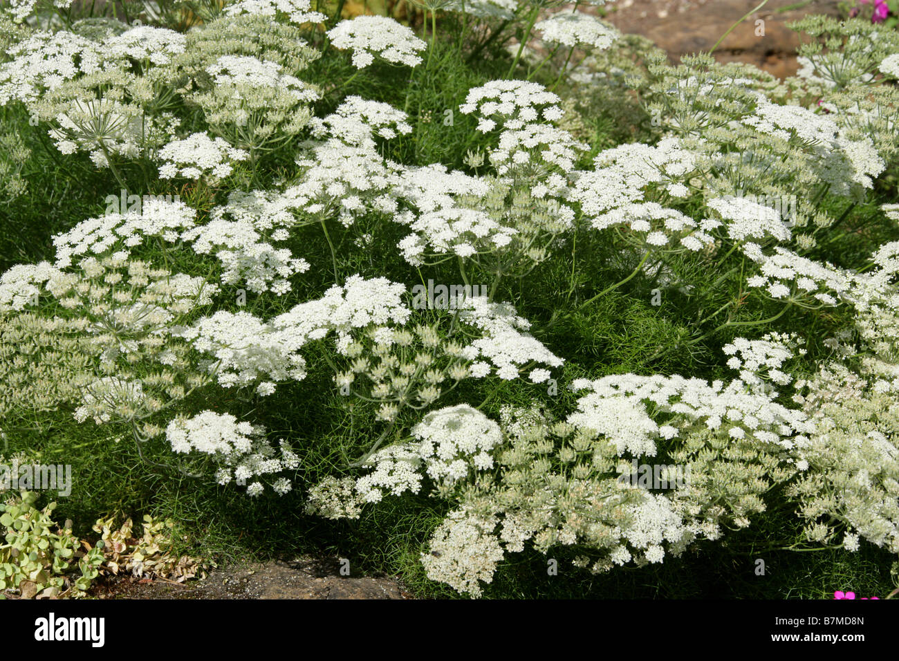 Meum cretensis hi-res stock photography and images - Alamy