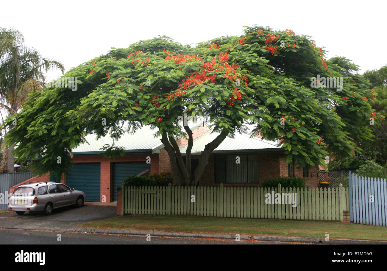 A mature Poinciana tree in flower at Suffolk Park near Byron Bay ...