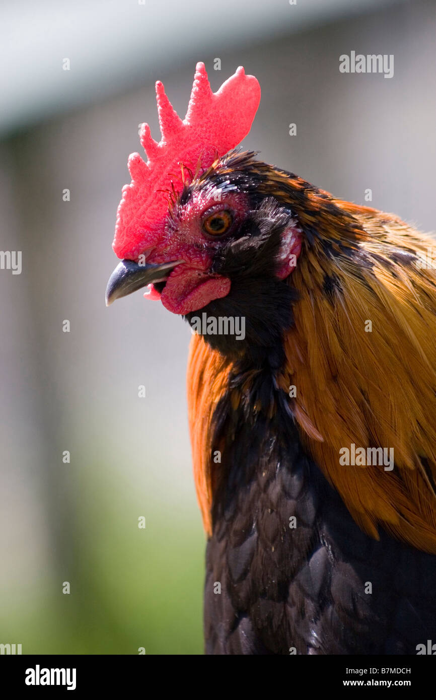 Cockerel road island red Stock Photo - Alamy