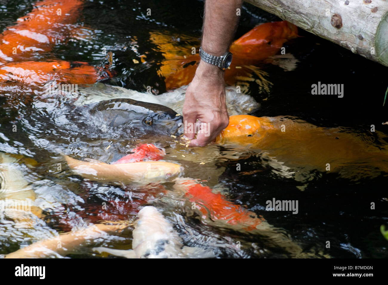 Man feeding fish hi-res stock photography and images - Alamy