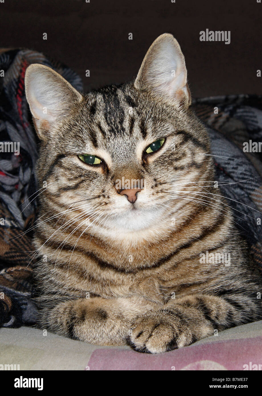 Tabby cat with good markings and strong, clear necklaces Stock Photo ...