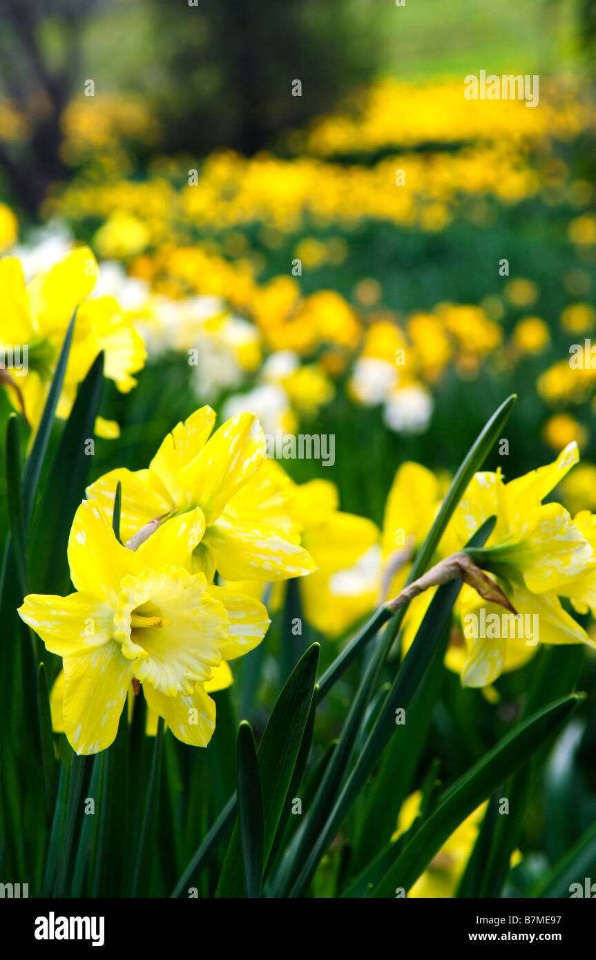 Daffodils forest hi-res stock photography and images - Alamy