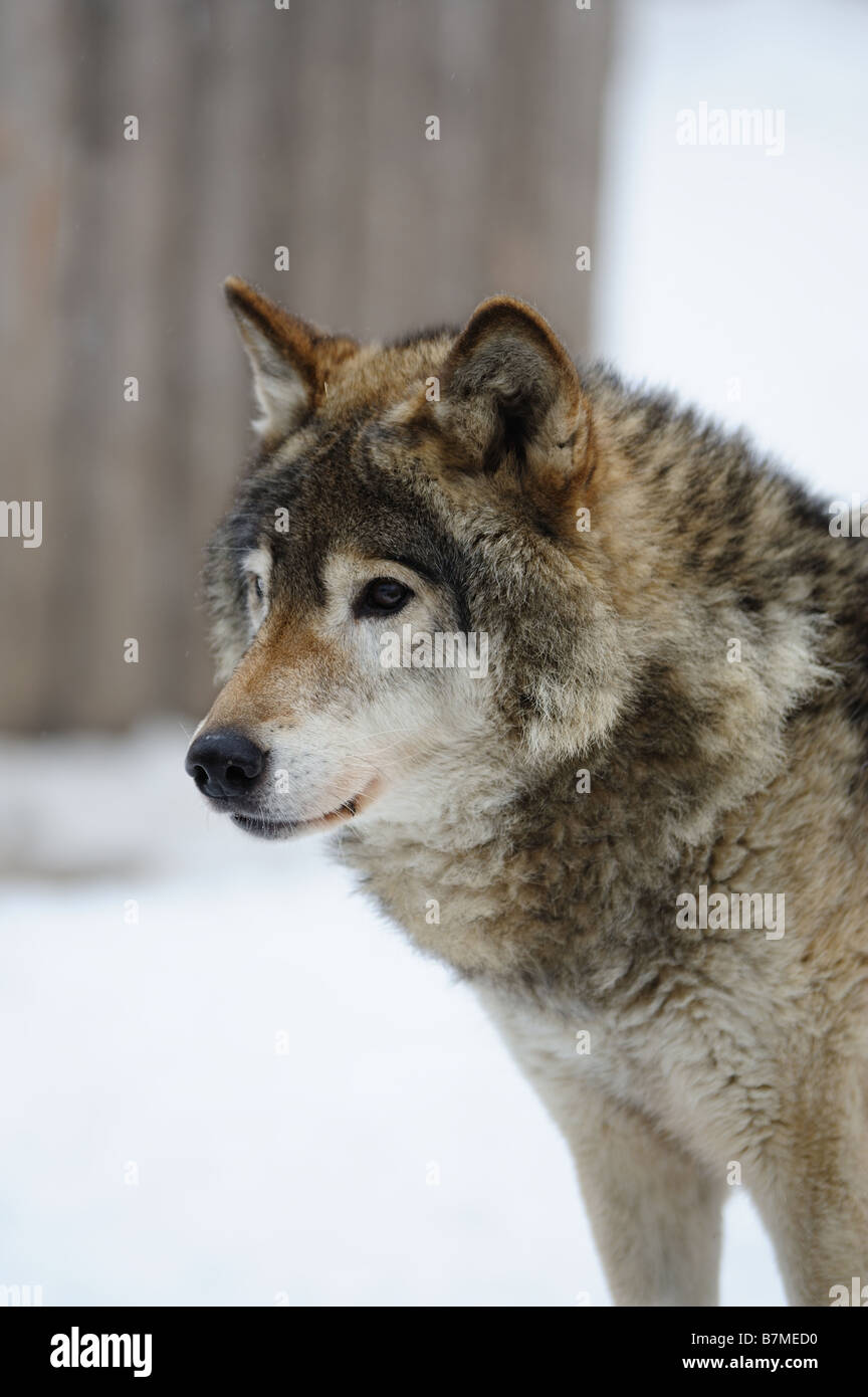 Wolf nose hi-res stock photography and images - Alamy