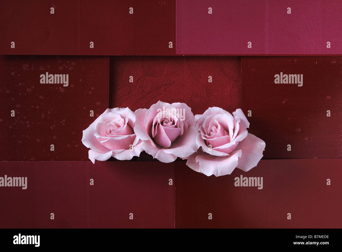 pink roses on a red paper background Stock Photo - Alamy