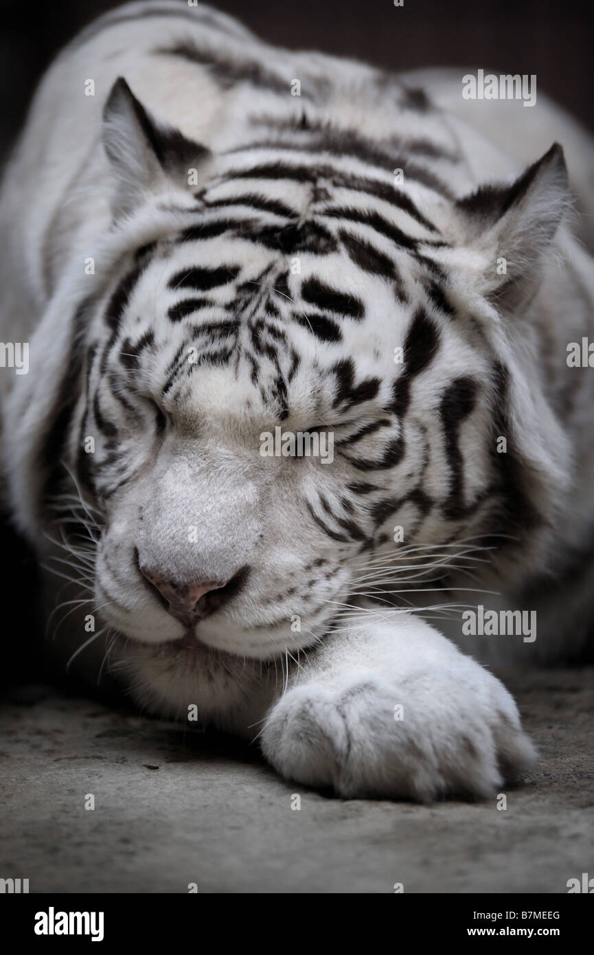 Tigress hi-res stock photography and images - Alamy