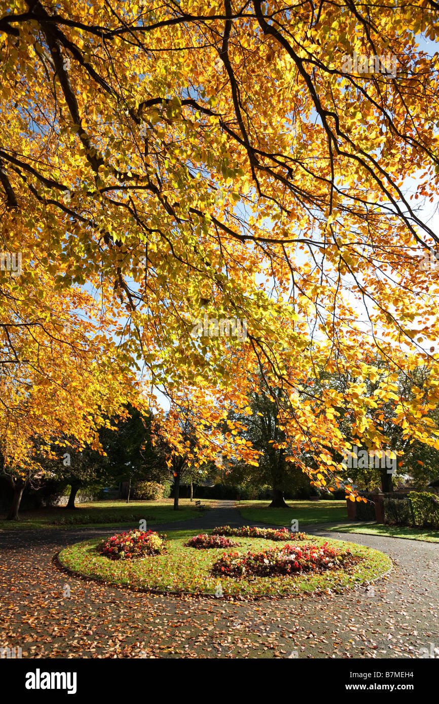 Colourful Autumnal beech tree Westexe Park Tiverton Devon England UK ...