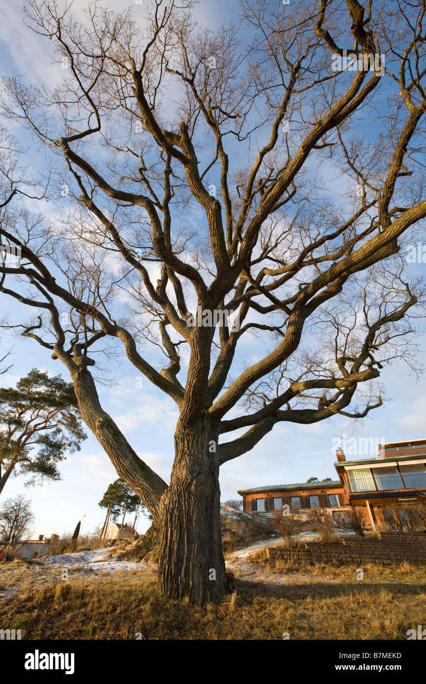 Old oak tree in winter Stock Photo - Alamy