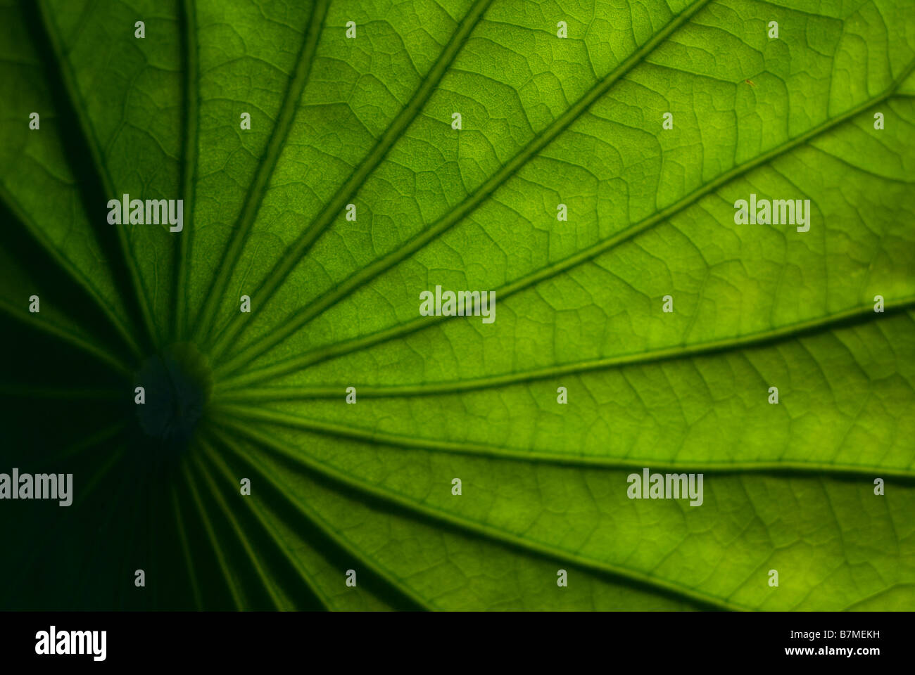 Symmetrical lotus hi-res stock photography and images - Alamy