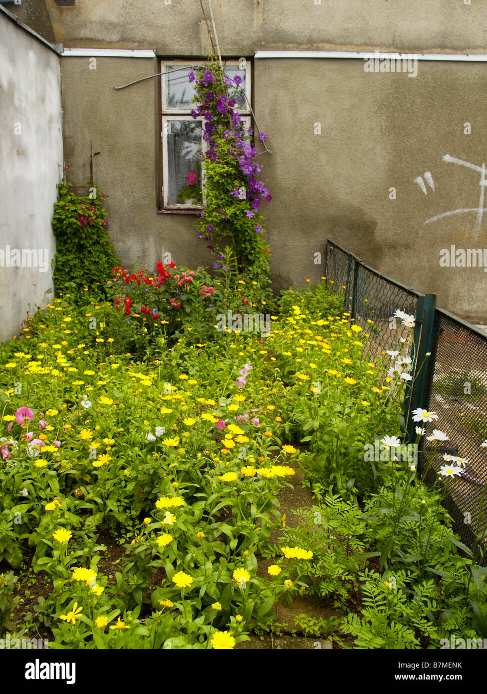Little garden outside the window of a drab concrete building in Poland ...