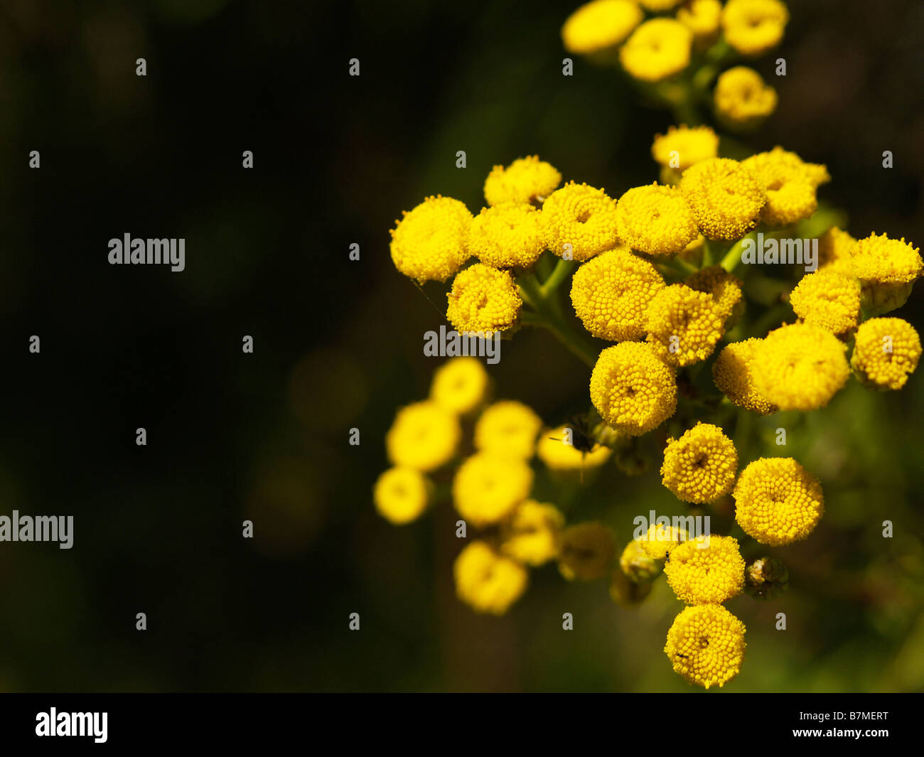 Densely packed blossoms hi-res stock photography and images - Alamy